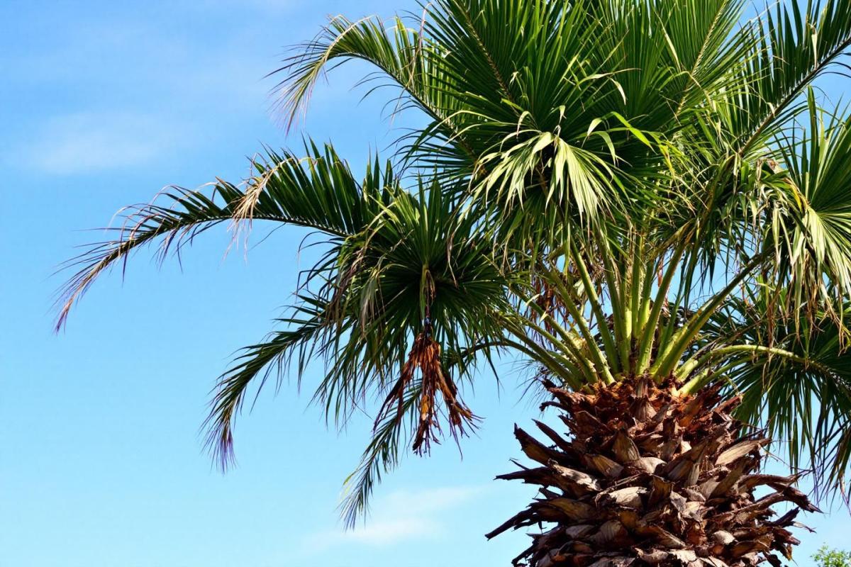 Mon palmier fait des grappes : faut-il les couper ? - Isol'r